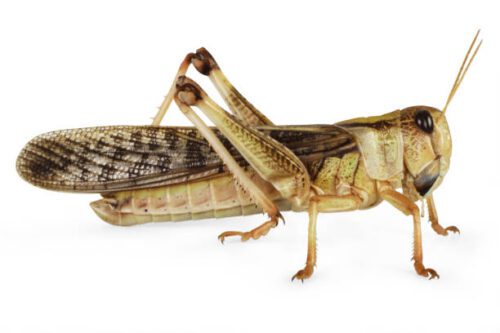 Israeli researchers discover female locusts’ ‘superhero-like ...