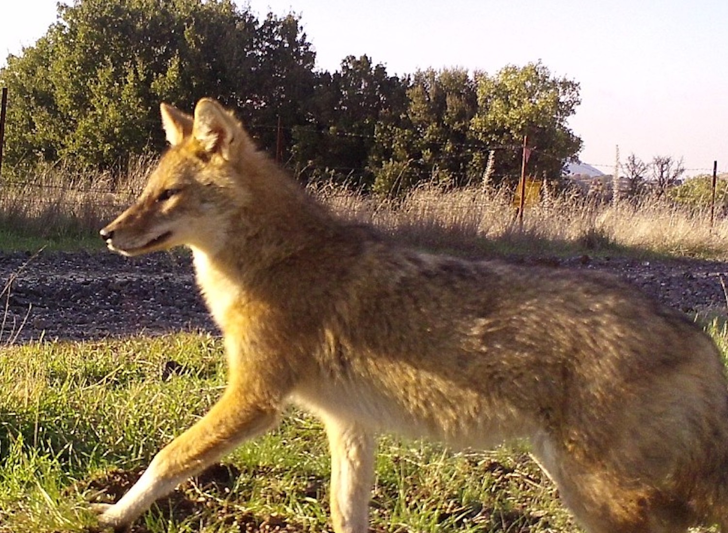 Are jackals becoming domesticated? - The Jewish World