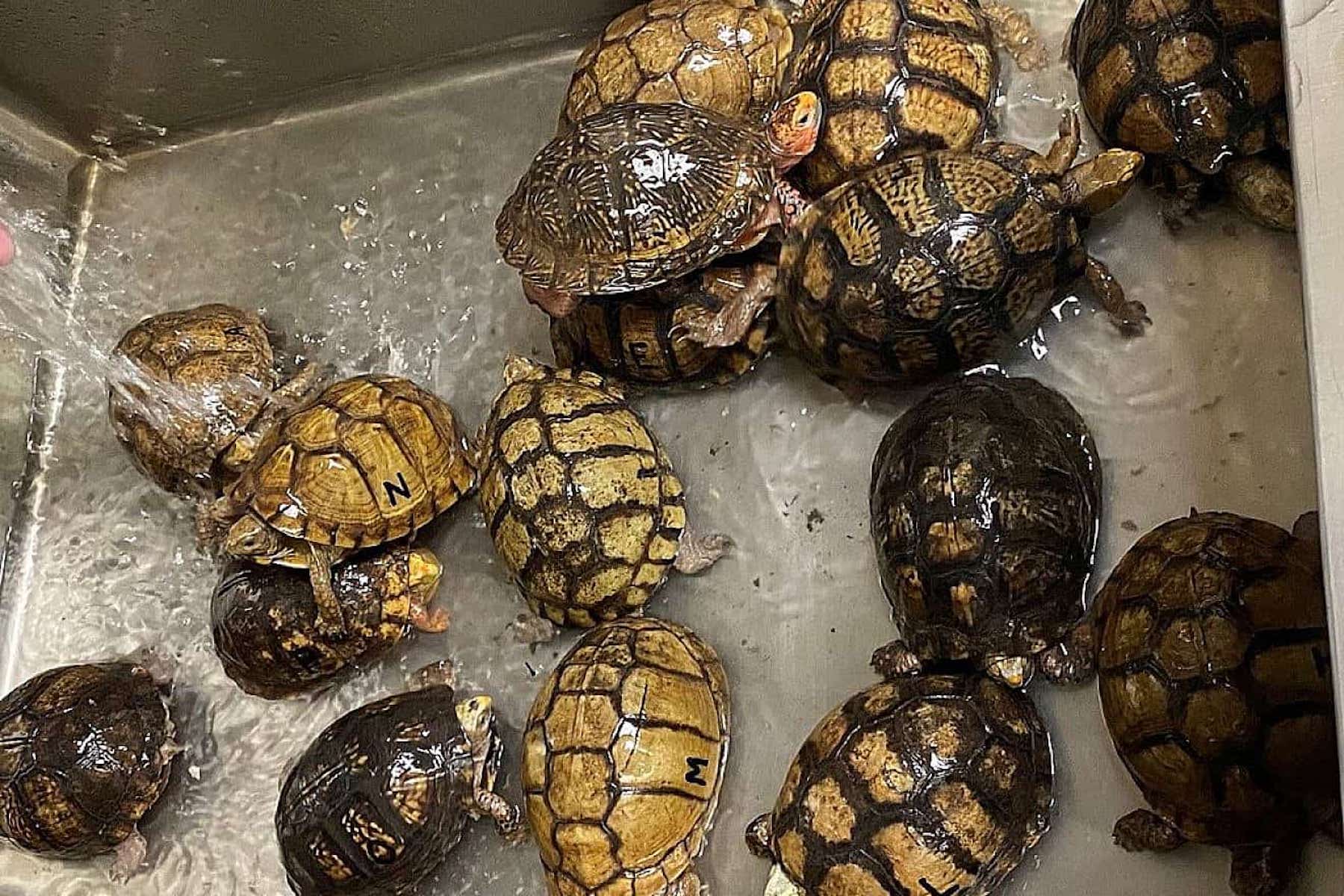 Israeli held in Madagascar for trying to smuggle out rare tortoises ...
