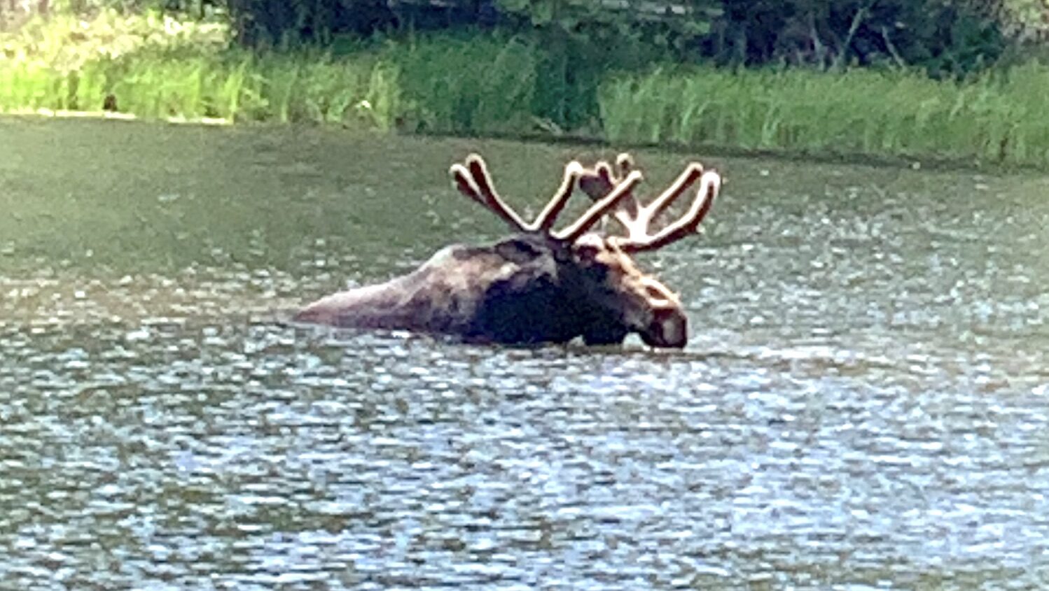 Of three moose and a basketball hoop - The Jewish World